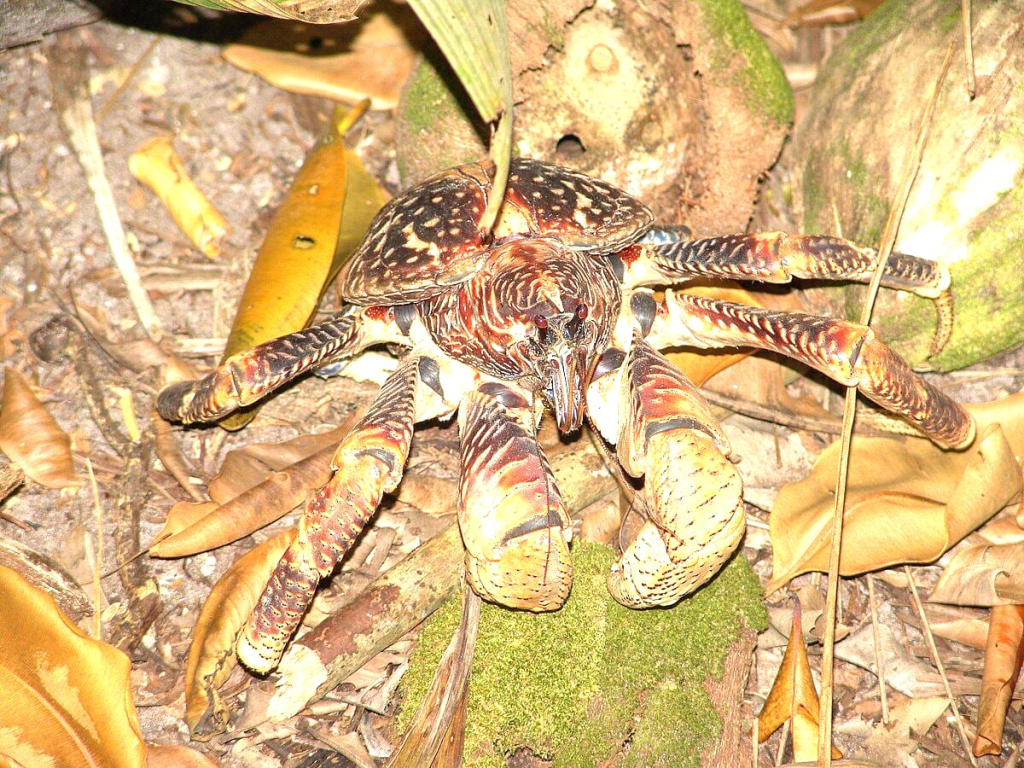 Coconut Crabs: Size, Habitat, Diet & Importance