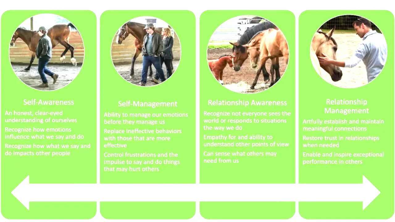 Exploring the Emotional Connection Between Humans and Horses