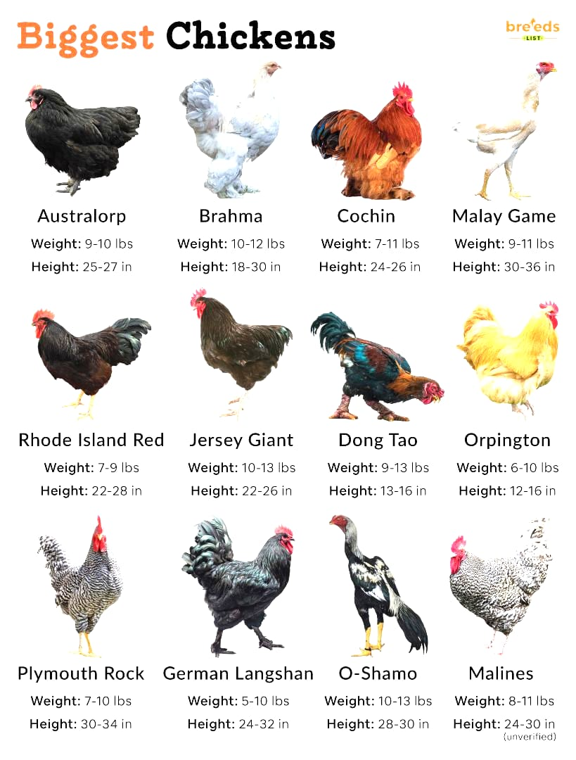 Large Chicken Breeds: Care, Traits, and Egg Production Guide