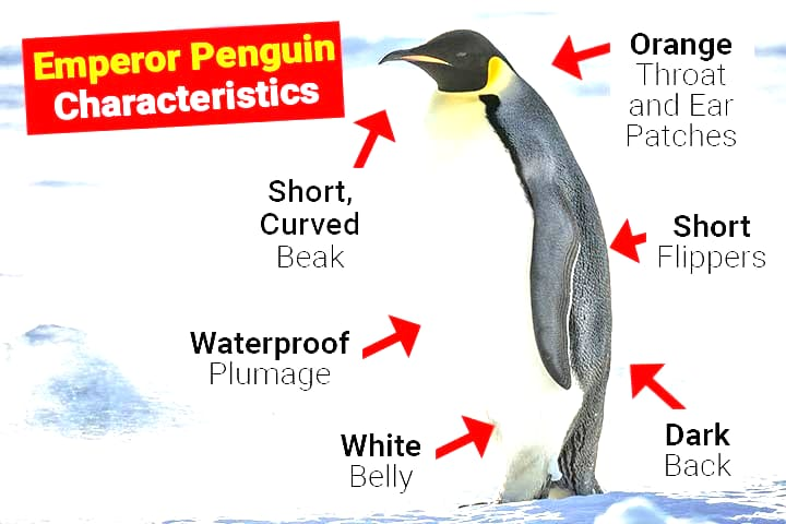 Explore Unique Penguin Characteristics and Their Ecosystem Role
