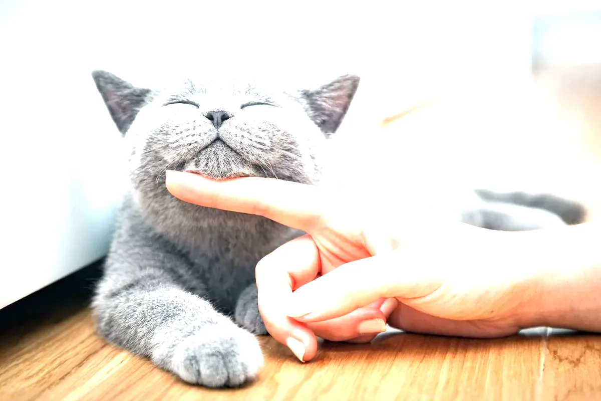 Discovering the Truth About Cat Purring