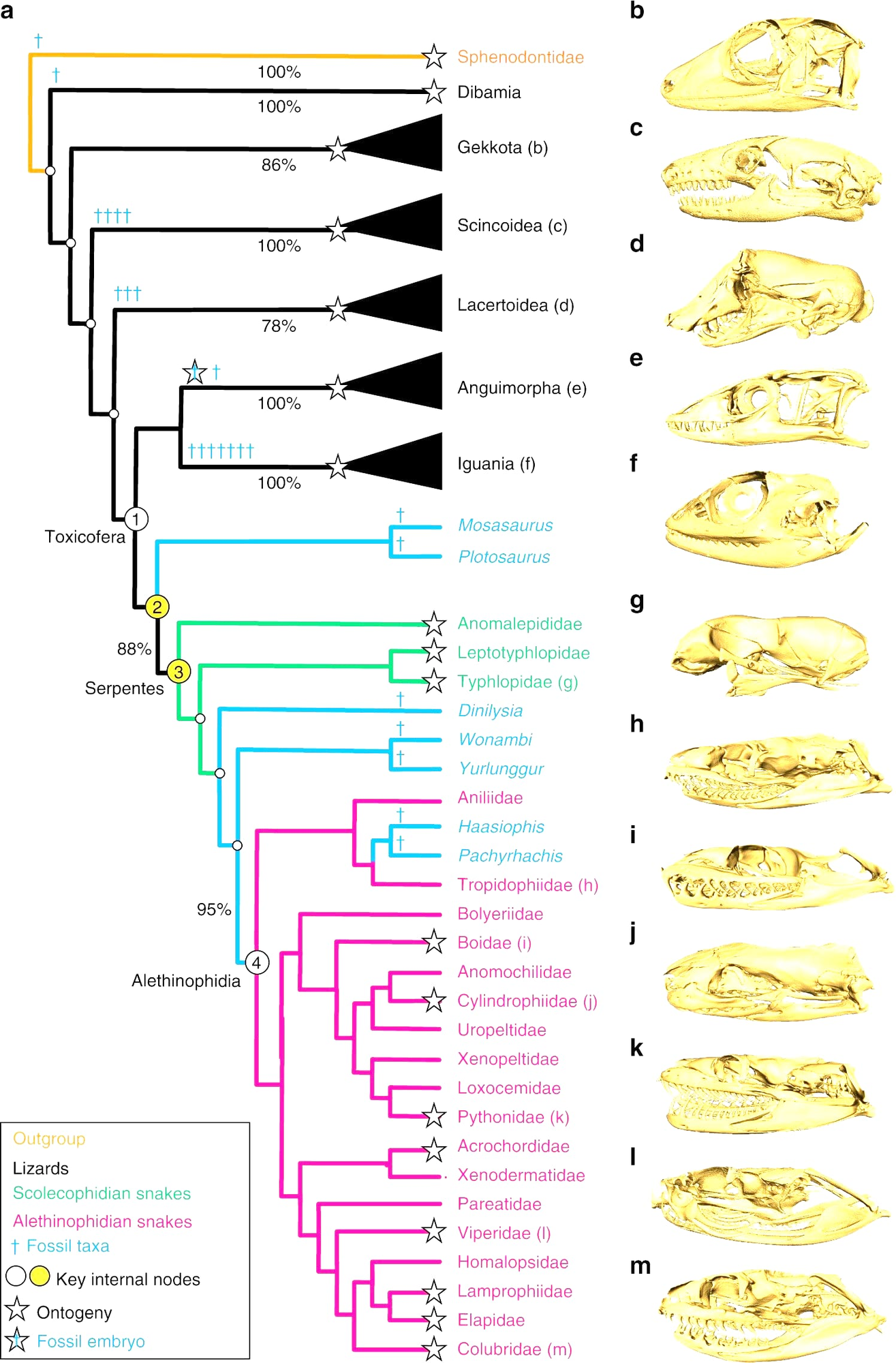 Exploring the Evolution of Snakes: From Legged Ancestors to Modern ...