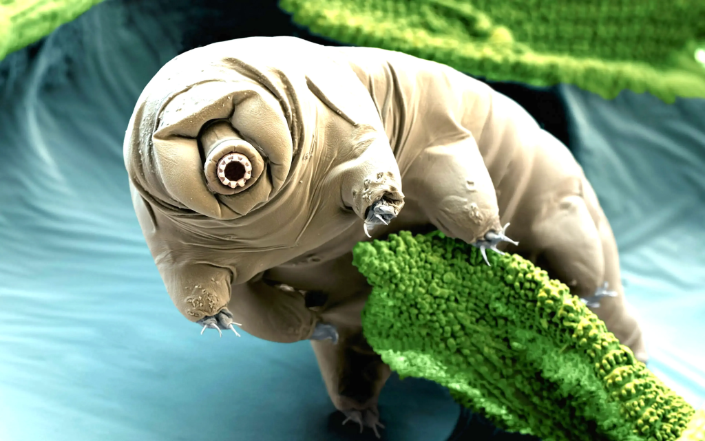 Exploring Extremophiles: Nature's Survivors in Extreme Environments