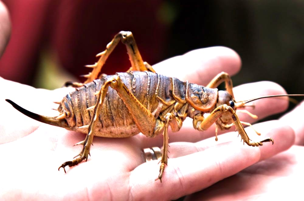 The Largest Insect: Giant Weta and Other Large Species
