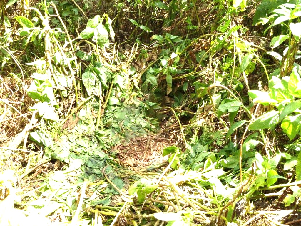 Exploring Gorilla Nests: Construction, Purpose, and Conservation