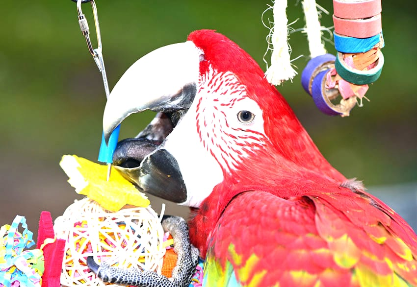 Macaw Behavior and Communication: What You Need to Know