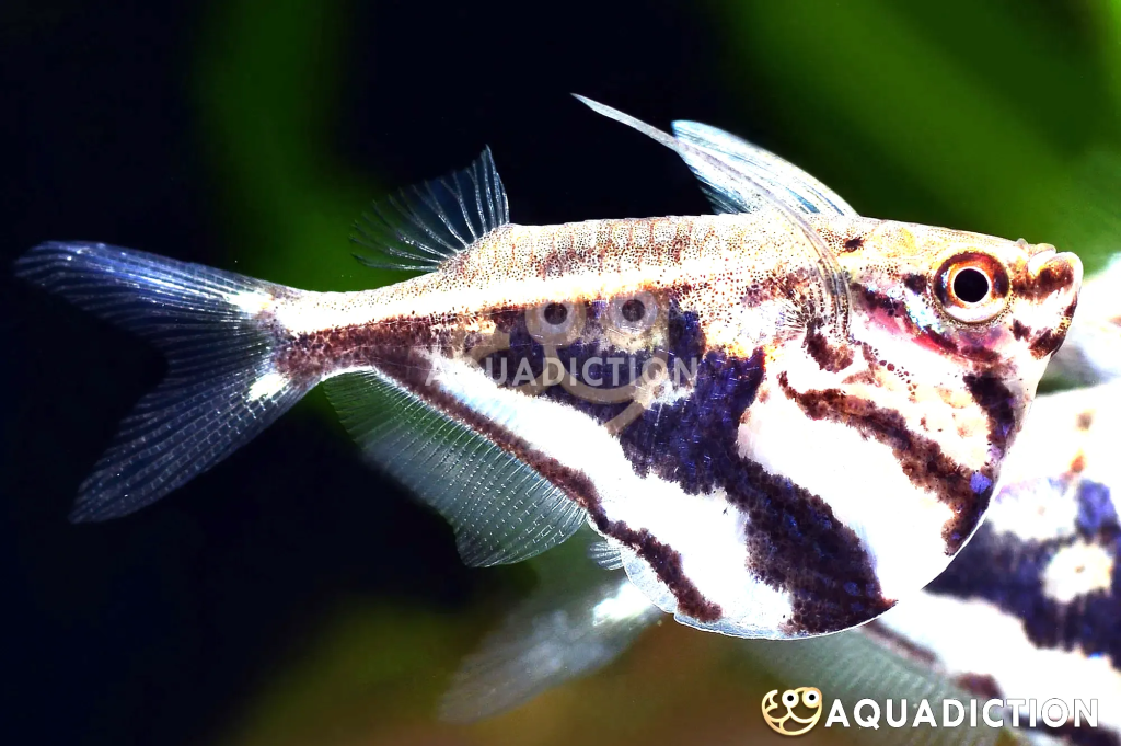 Marbled Hatchetfish: Care, Habitat, and Unique Traits
