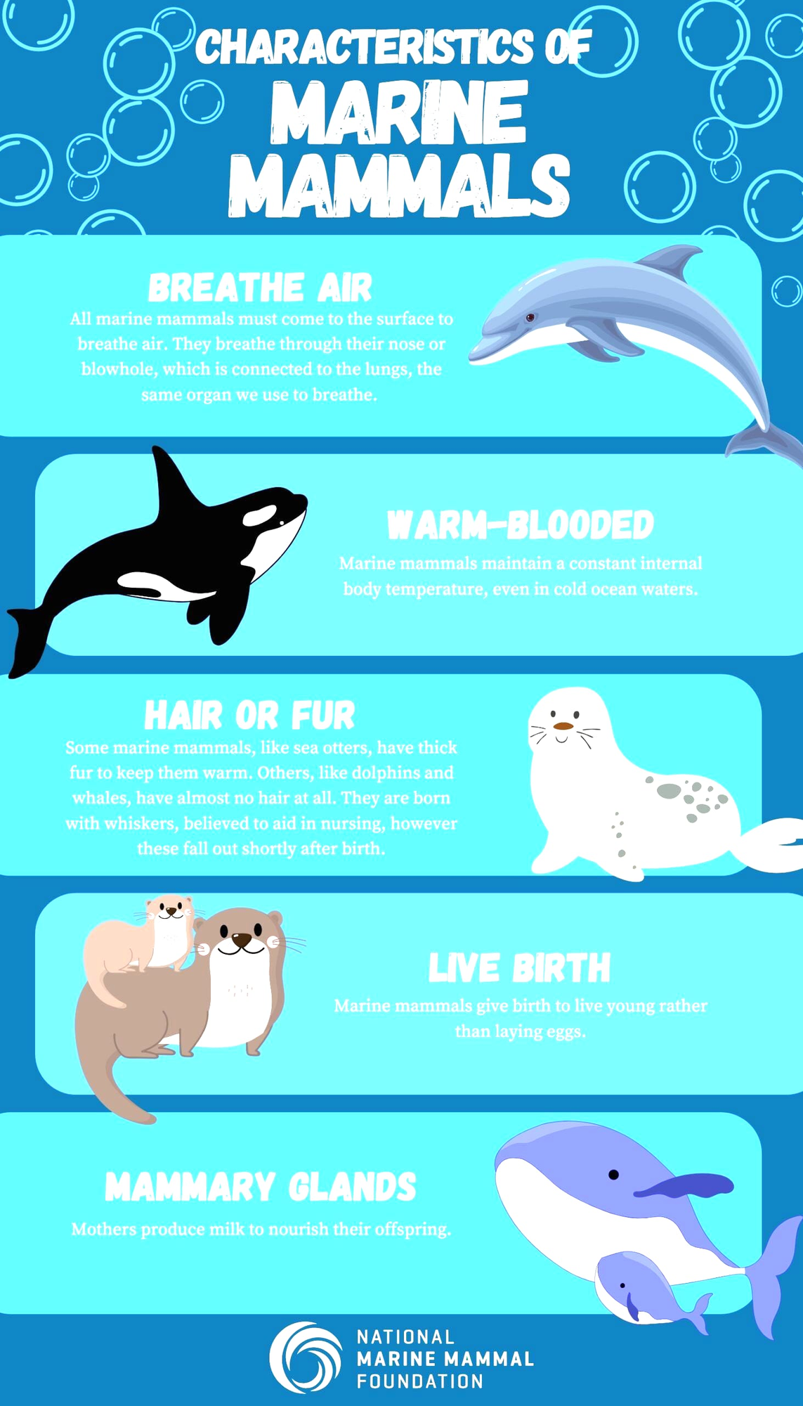 Marine Mammals: Understanding Their Role and Conservation
