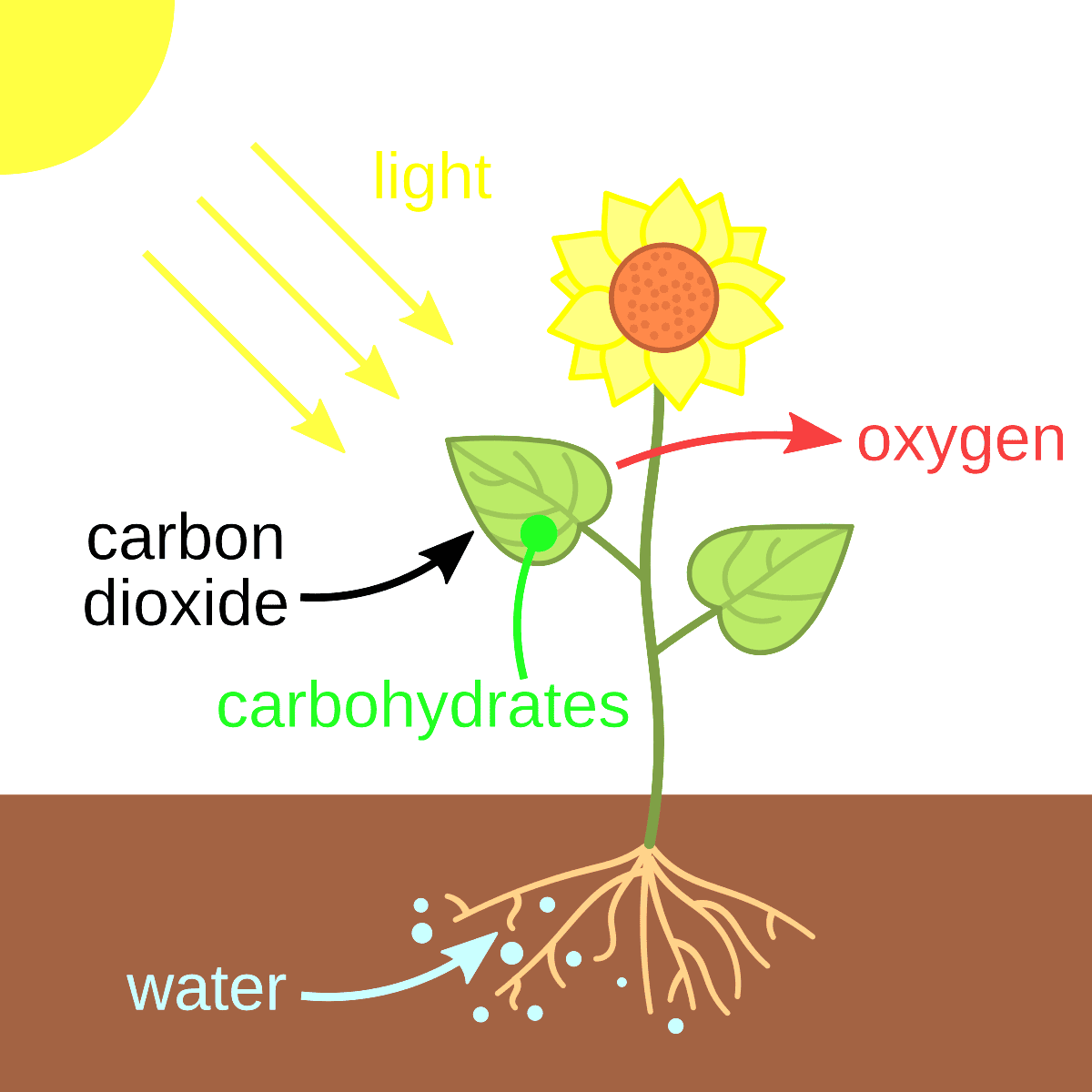 The Magic of Photosynthesis and Its Importance