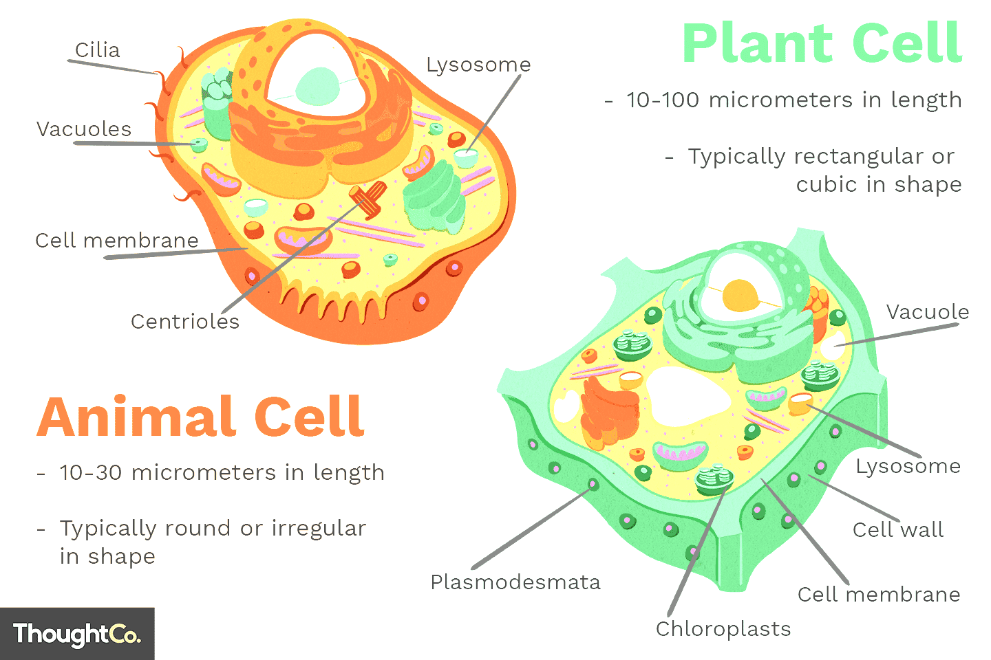 Differences and Unique Features of Plant and Animal Cells