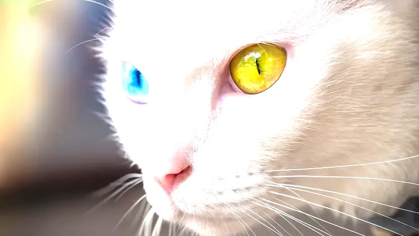 Explore Unique Rare Cat Breeds and Their Care