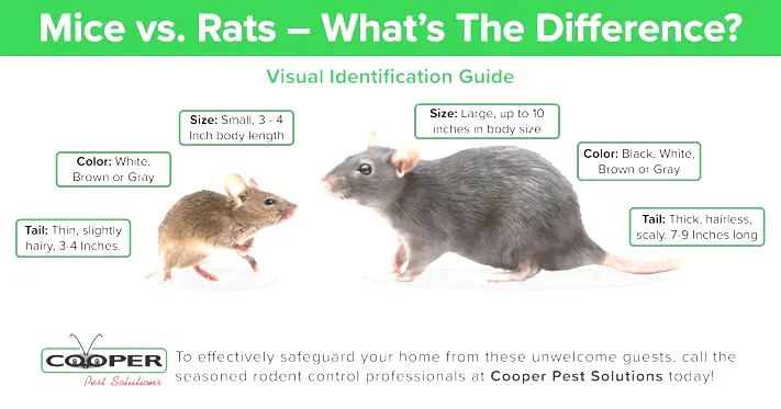 Rats vs Mice: Key Differences and Infestation Signs