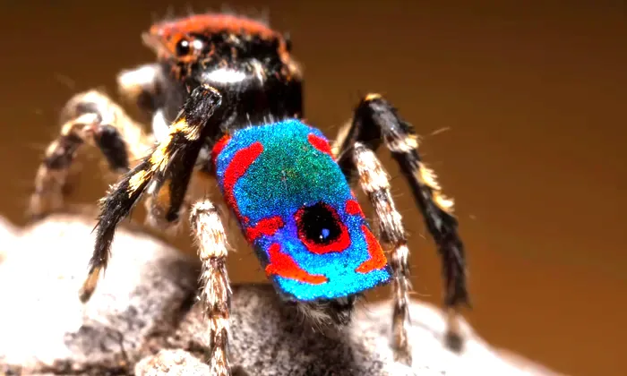 Discover the Fascinating and Terrifying World of Spiders