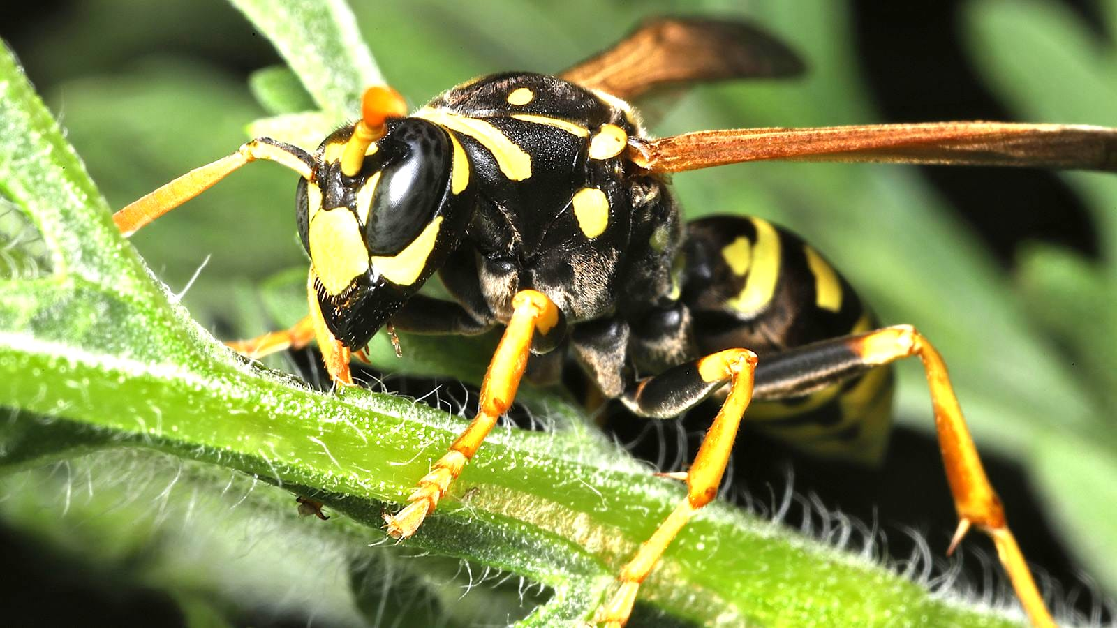 Understanding Wasp Stings and Safety Tips