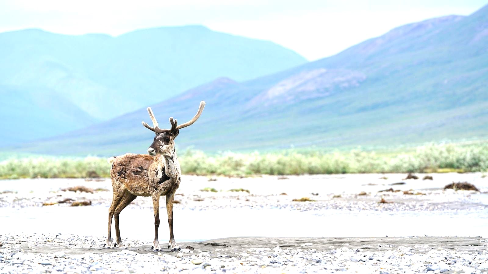 Exploring the Arctic Circle: Nature, Wildlife, and Human Adaptation