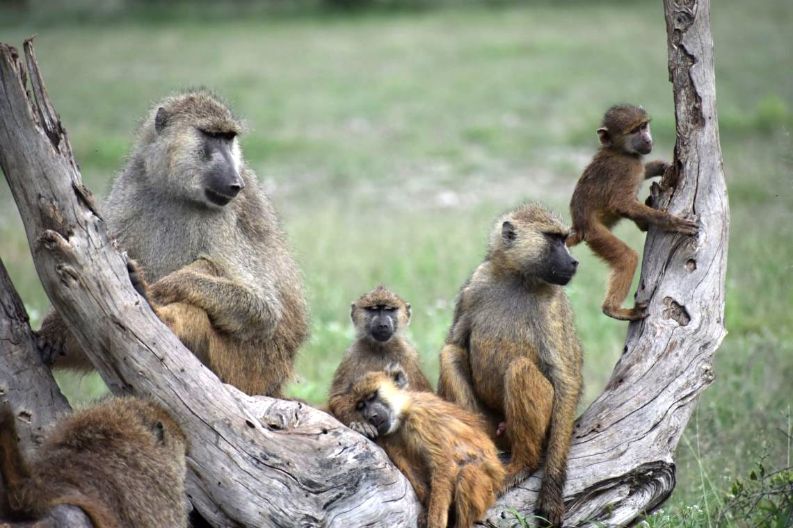 Baboons: Behavior, Habitat, and Communication Explained