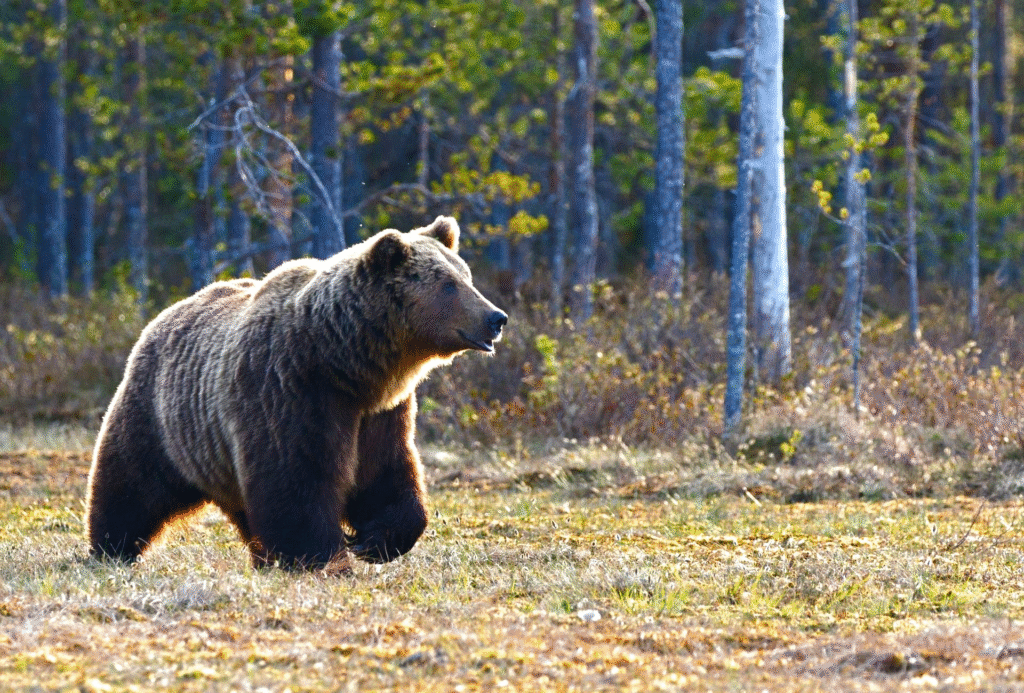 Understanding Bear Behavior: Safety Tips and Insights