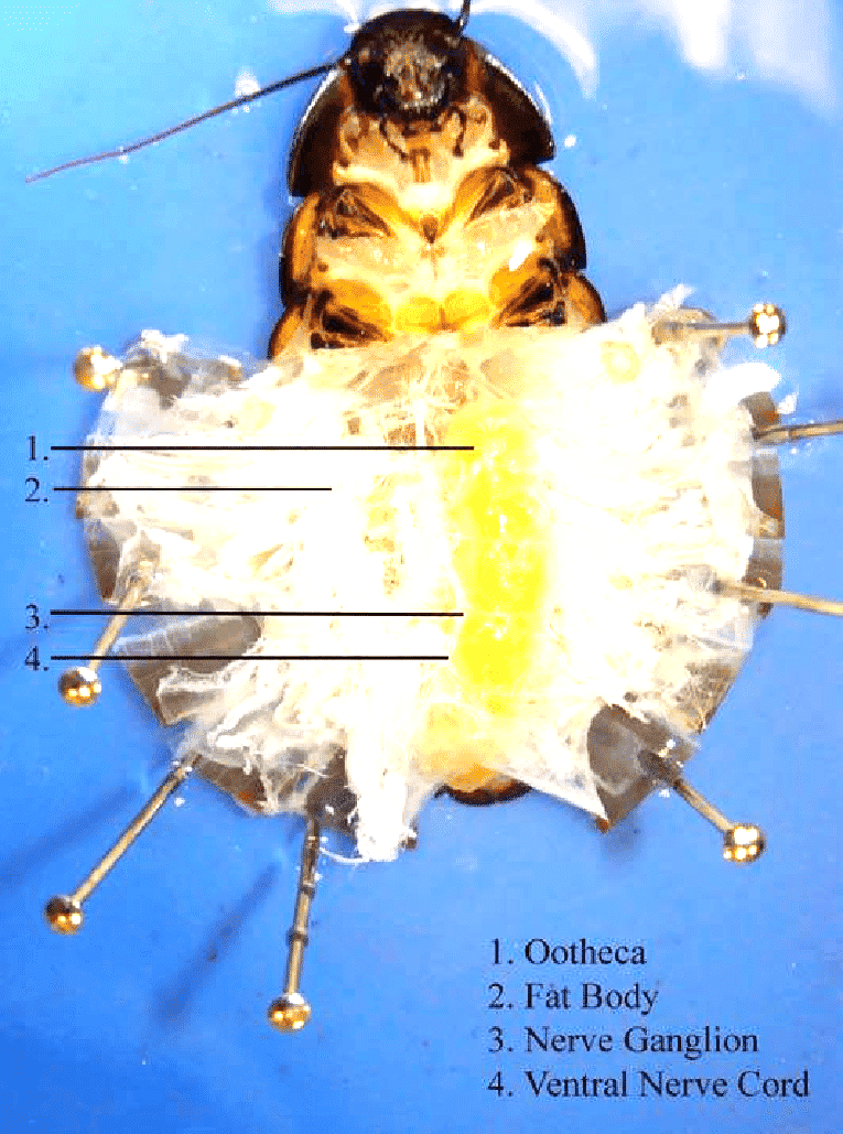 Cockroaches: Anatomy, Behavior, and Control Strategies