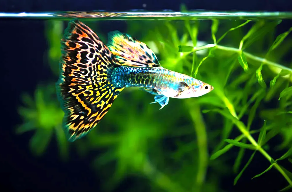 Beginner's Guide to Aquarium Fish Selection