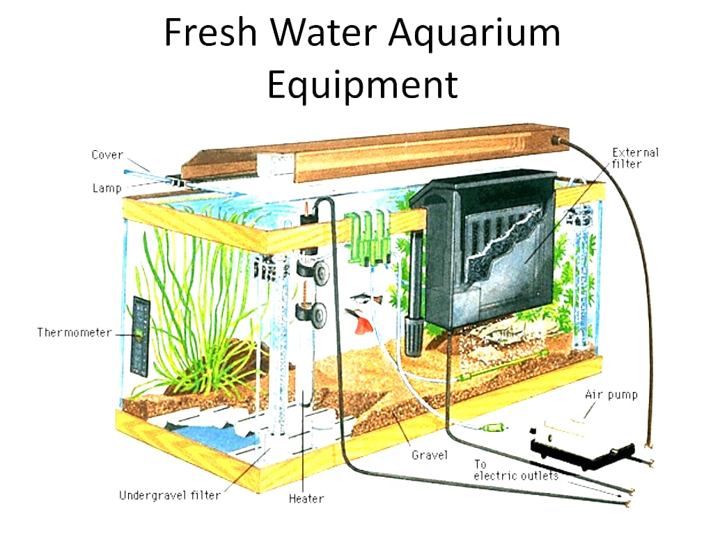 Complete Guide to Freshwater Aquarium Equipment