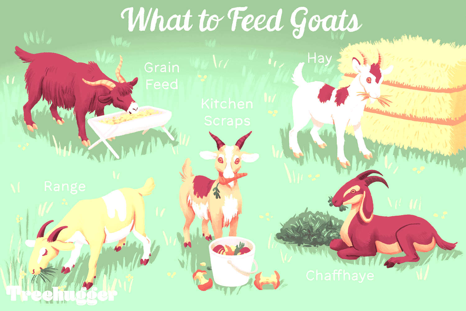 Ultimate Goat Diet Guide: Safe Foods and Avoidance