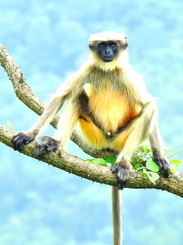 Discovering Langurs: Species, Behavior, and Ecological Roles