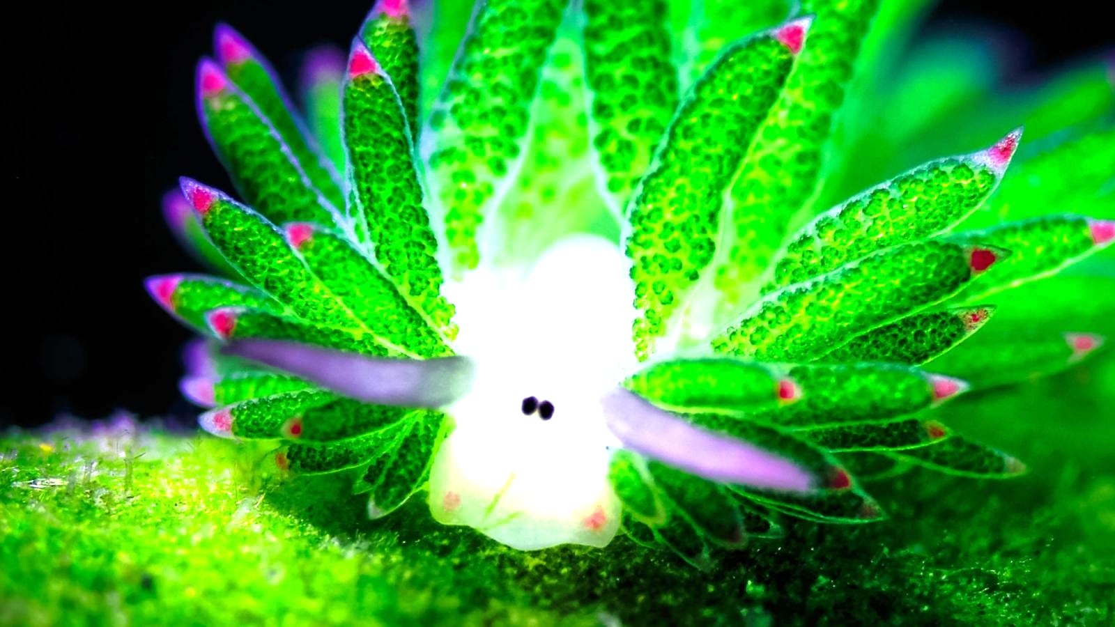 Discover Leaf Sheep Sea Slugs: Cute Underwater Creatures