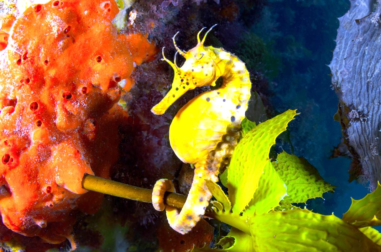 Male Seahorse Reproduction: A Unique Parenting Journey