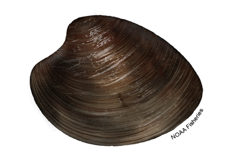 Discover Ocean Quahogs: The Ancient Clams of the Sea