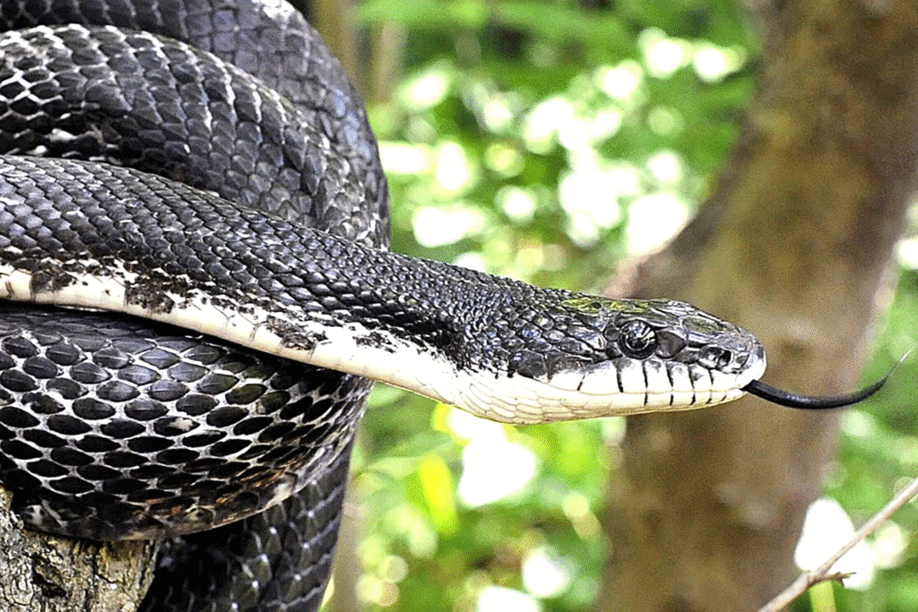 Rat Snakes: Importance in Ecosystem and Safety for Humans