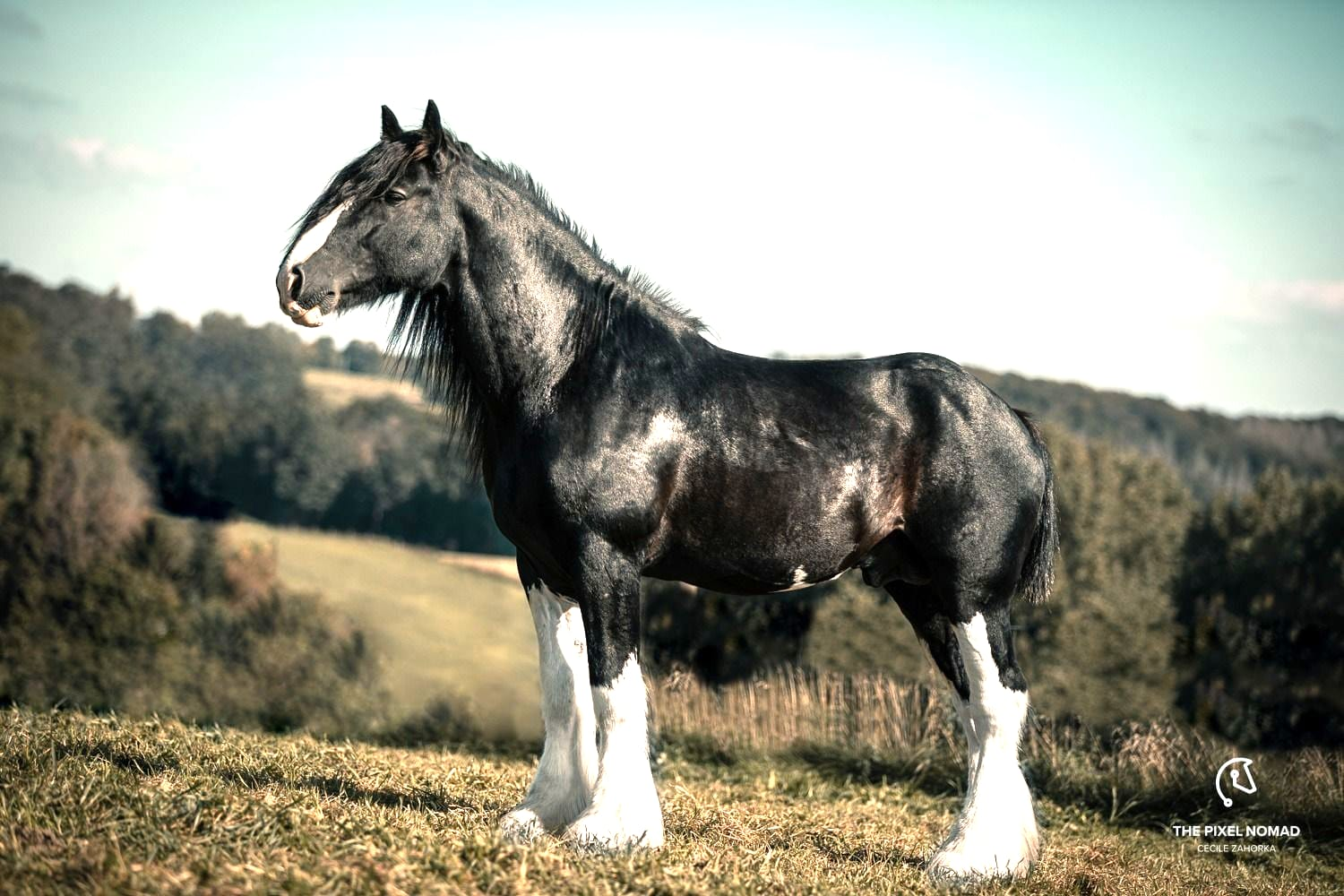 Explore the Largest Horse Breed: Shire Horse Traits and History