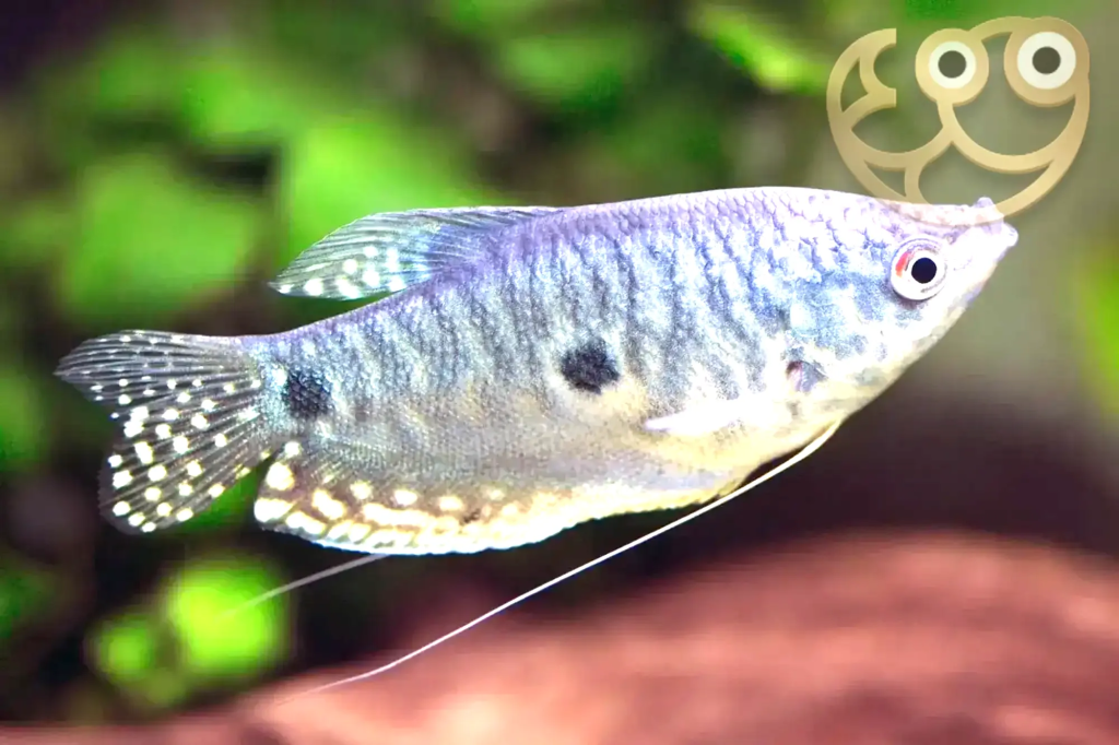 All About Three-Spot Gourami: Beginner's Guide