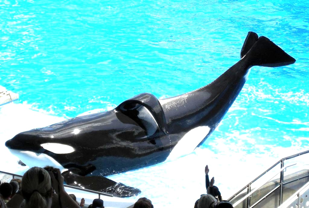 Tilikum: The Tragic Orca's Impact on Marine Parks