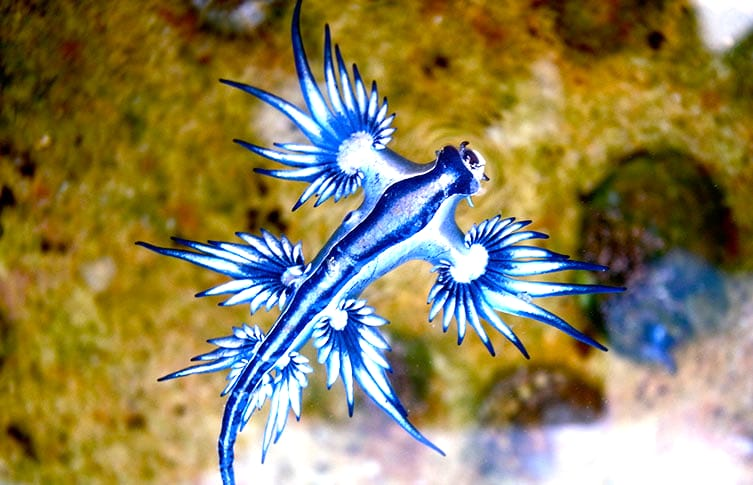 Discover the Amazing Sea Slugs: Nature's Solar-Powered Marvels