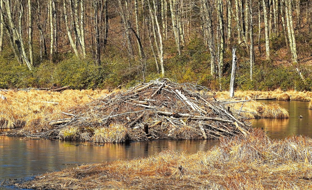 Beaver Attacks: Understanding Myths and Risks
