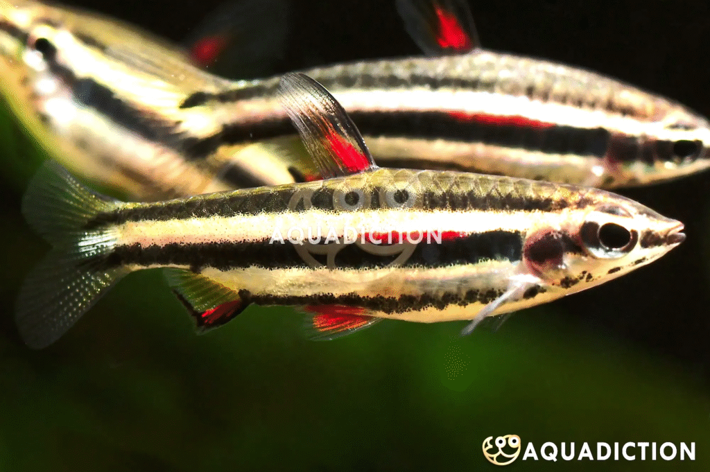 Dwarf Pencilfish: Characteristics, Care, and Community Interaction