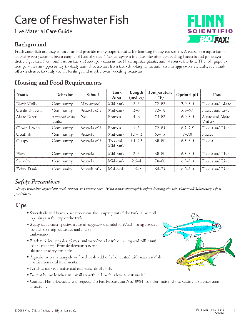 Essential Tips for Freshwater Fish Care
