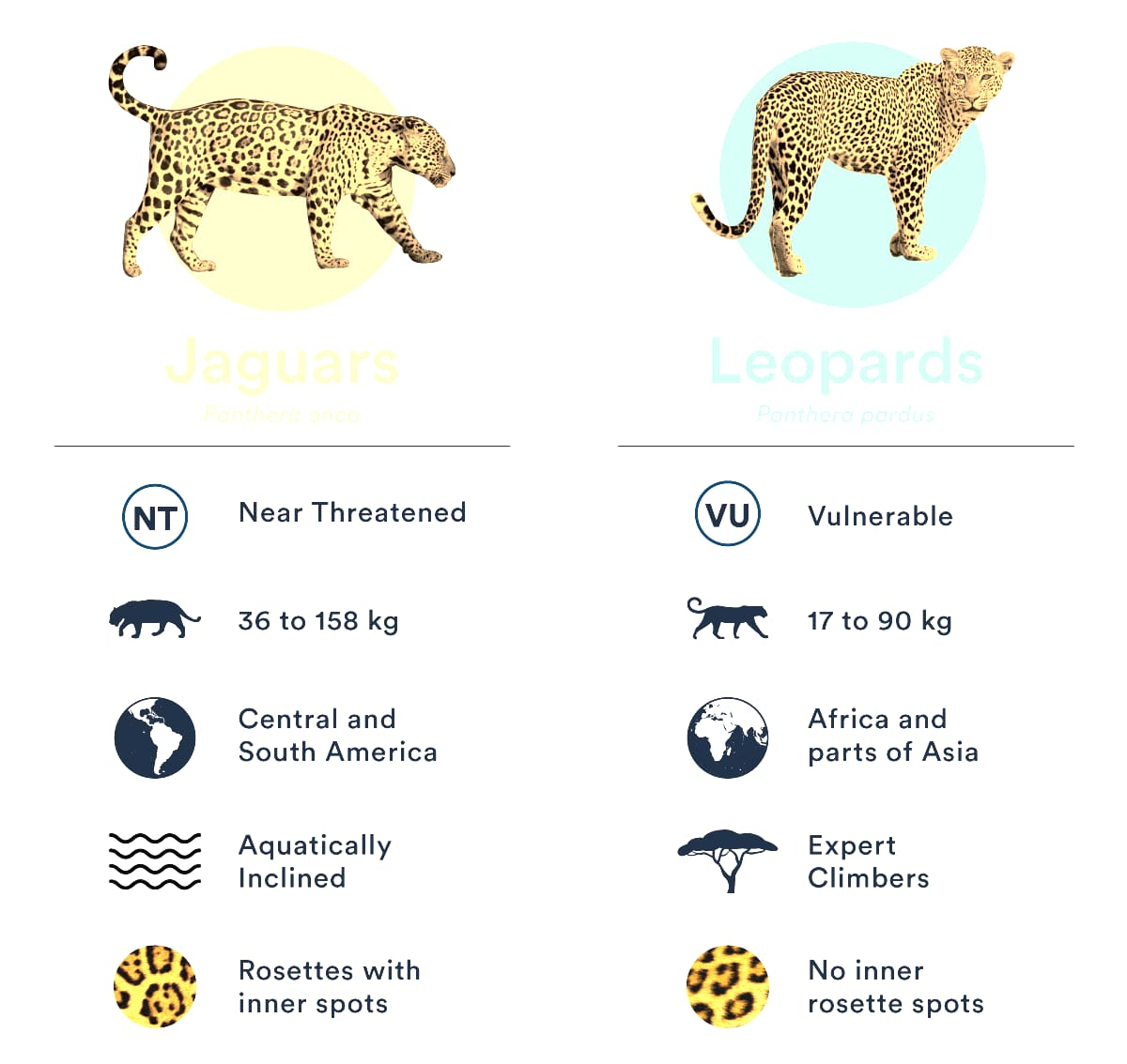 Jaguars vs Leopards: Key Differences Explained
