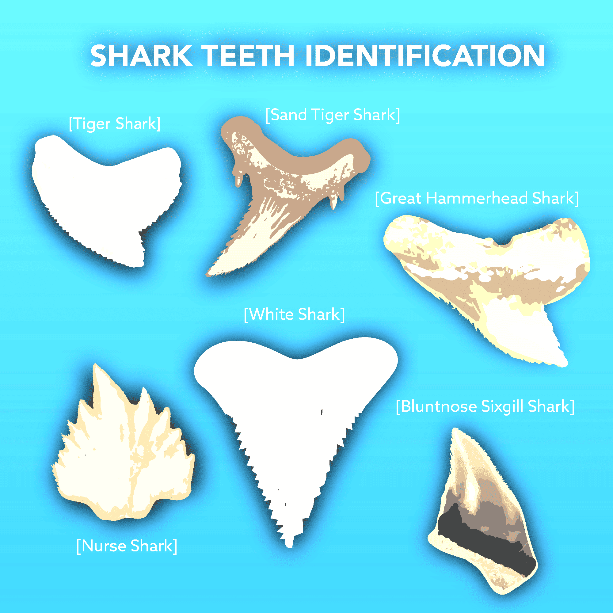 Shark Teeth Collecting: Types, Tips, and Community