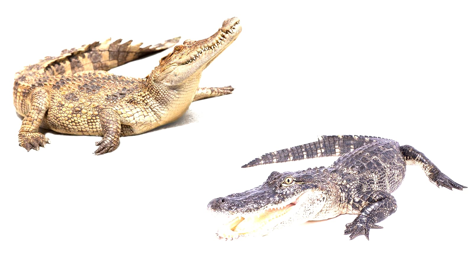 Differences Between Alligators and Crocodiles