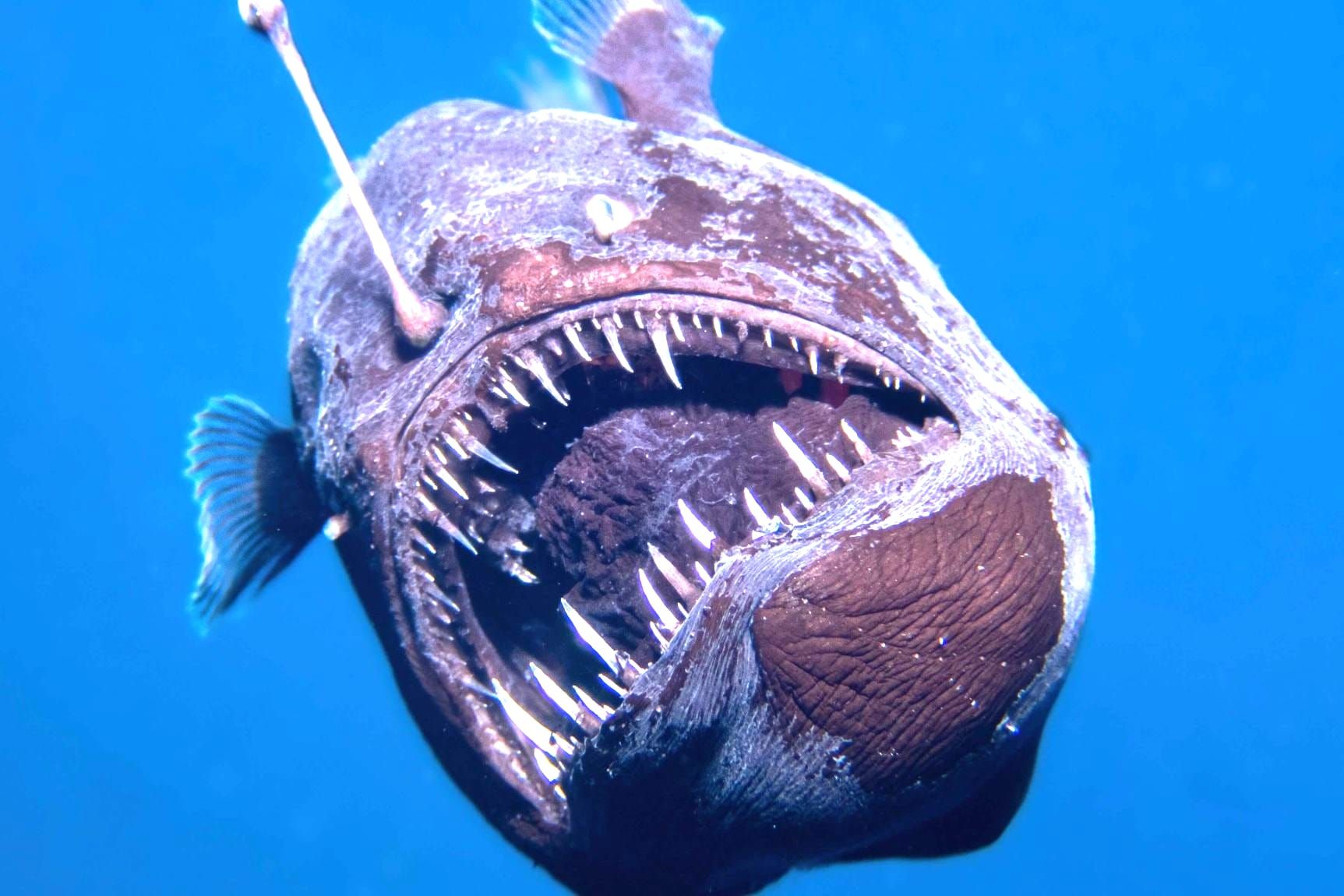 Anglerfish Mating, Survival, and Adaptations Explained