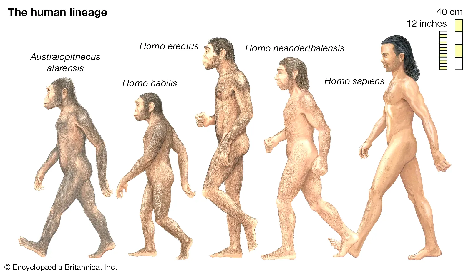 The Basics of Evolution: Understanding Mechanisms and Evidence