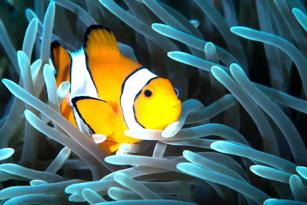 Do Fish Sleep? Uncovering Fish Sleep Behaviors and Patterns