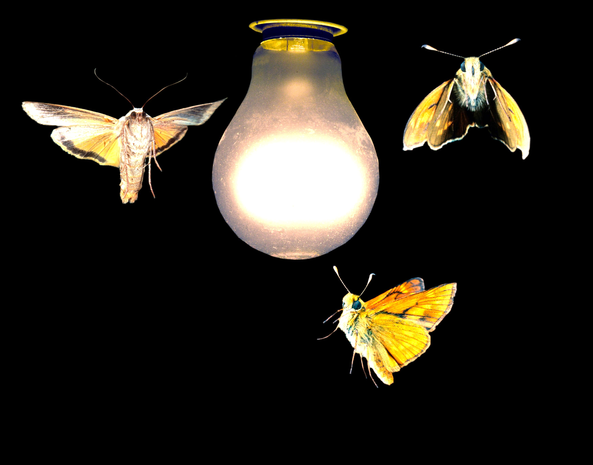 Moths and Light: Understanding Their Fascinating Connection