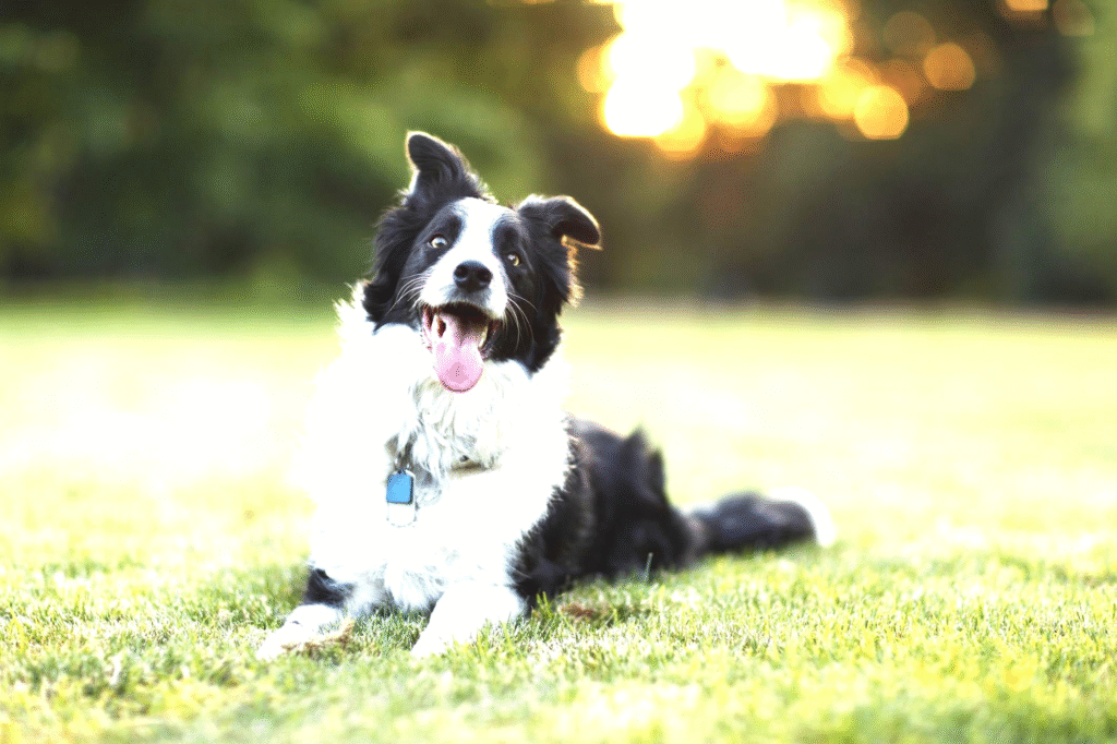 Discover the Smartest Dog Breeds and Their Intelligence