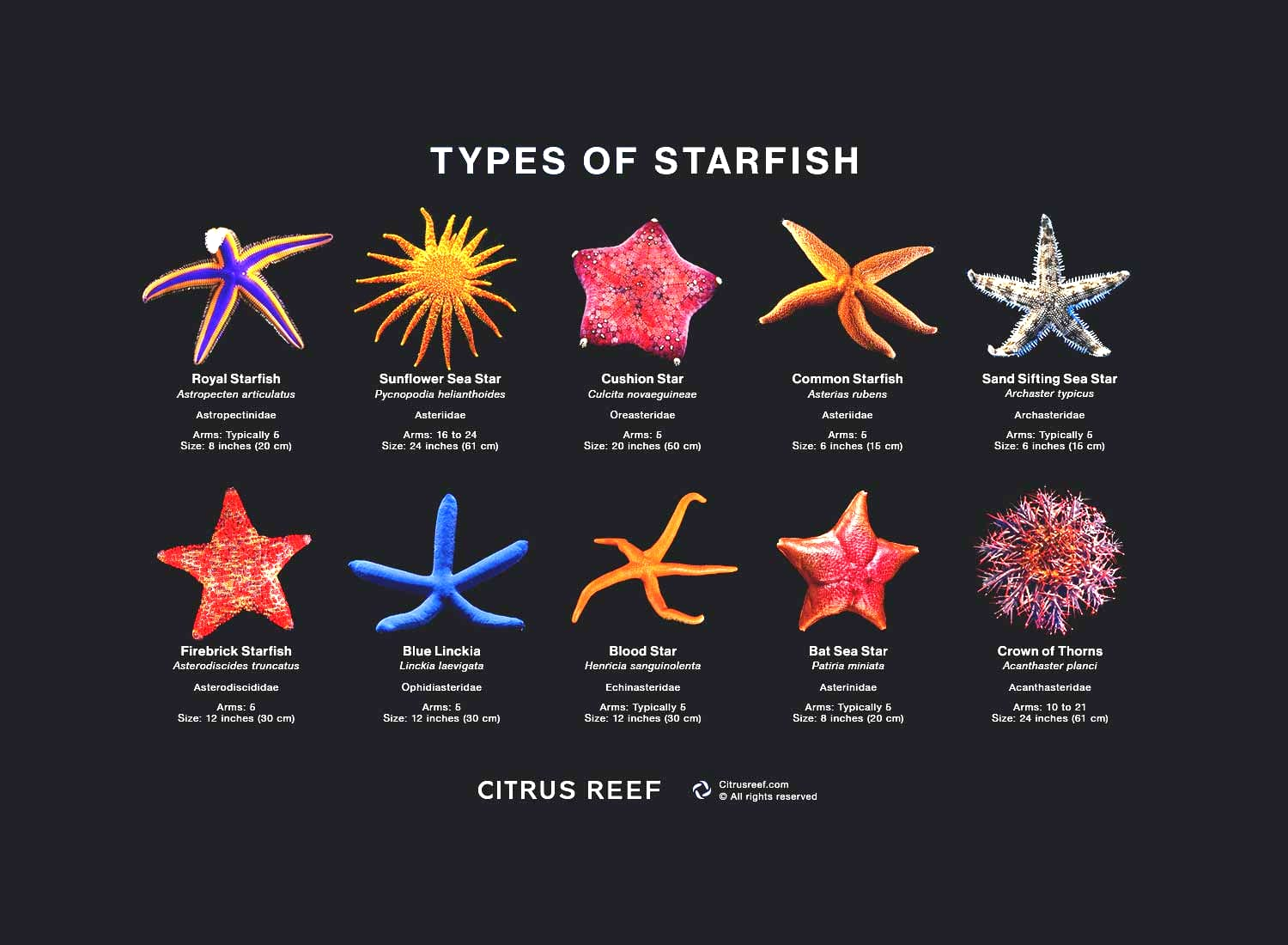 Explore Unique Starfish Species: Lesser-Known Sea Stars and Their Fascinating Behaviors