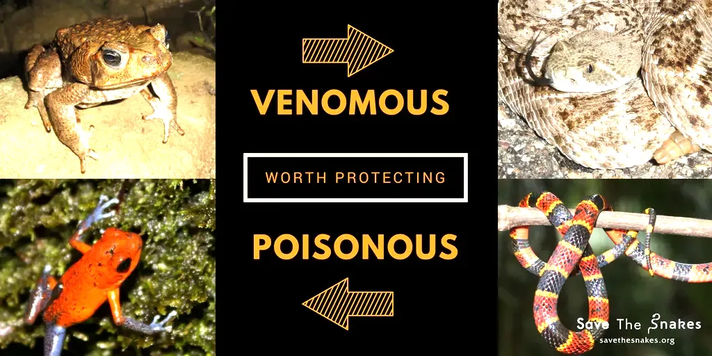 Venomous vs Poisonous: Understanding Differences and Risks