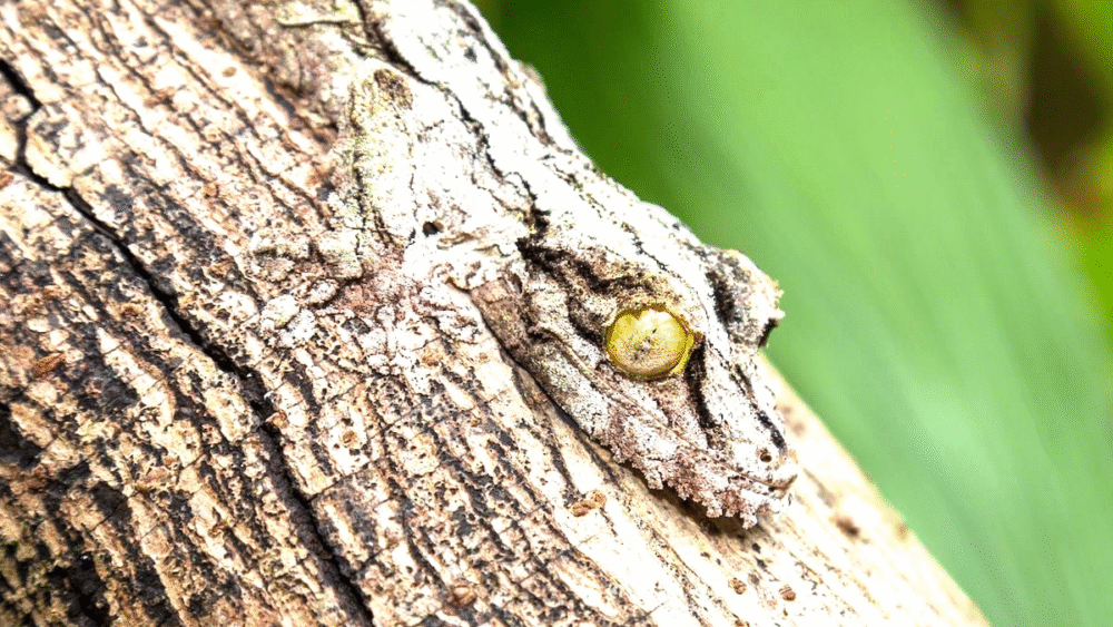 Understanding Wind Knocked Out: Causes, Effects, and Recovery