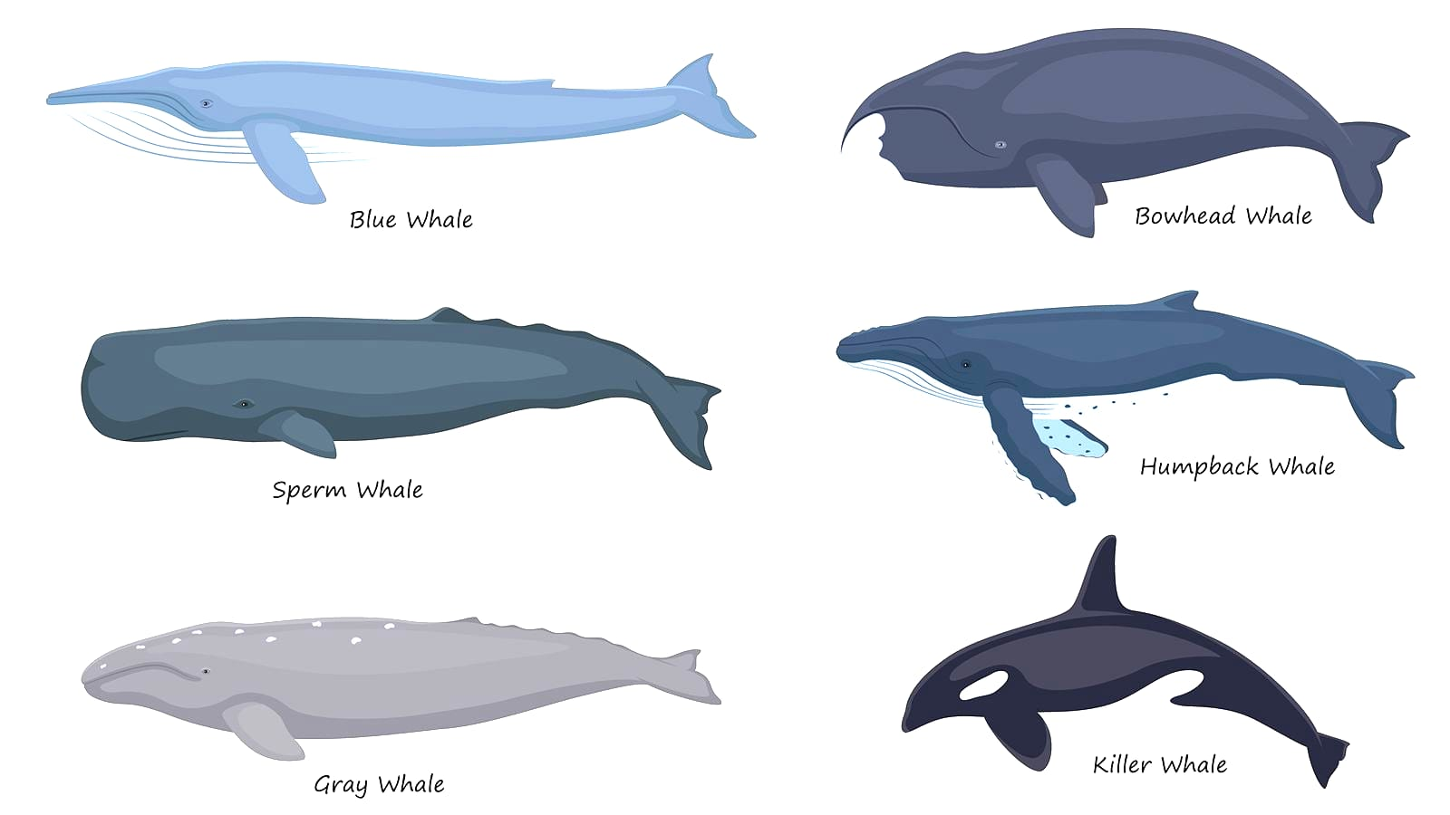 Discover Bowhead Whales: Nature's Arctic Giants