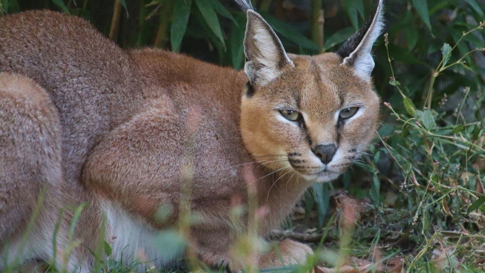 Macaw Behavior and Communication: What You Need to Know